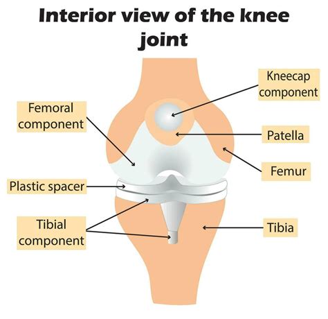 Scientific Anatomy Of The Knee Joint Vector Illustration 27117770
