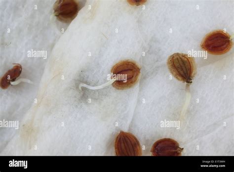 Pregerminated Parsnip Seed On Moist Kitchen Roll Stock Photo Alamy