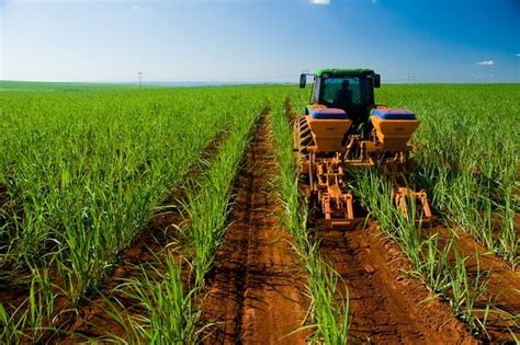 La Cosecha De Maíz Termina Con Una Producción Récord El Jujeño