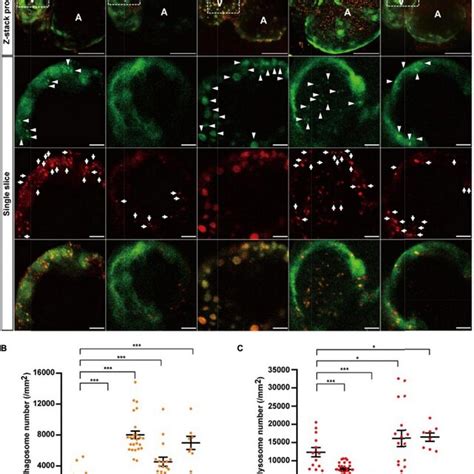 Pseudocode Of The Dbscan Algorithm Download Scientific Diagram