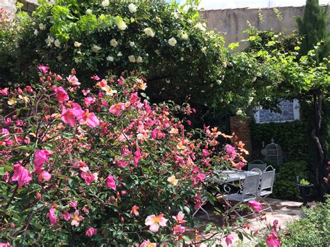 La Rosa ‘mutabilis El Misterio De Una Flor Que Cambia De Color