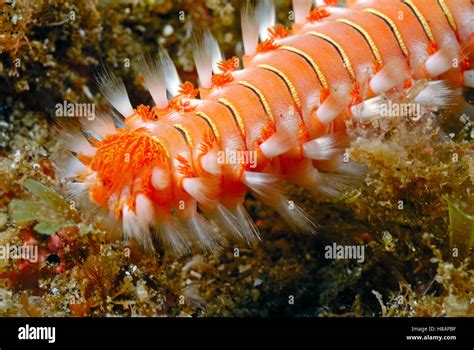 Marine Fireworm Hermodice Carunculata Showing Poisonous White