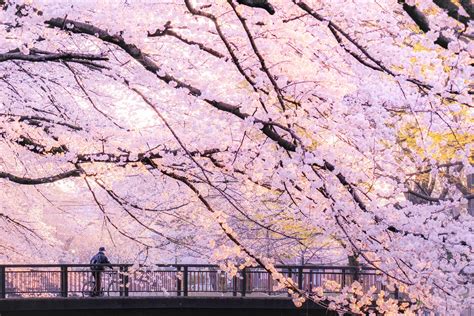 日本の桜の名所が多く集まる京都2025年の見頃はいつ頃になる caedeKyoto カエデ京都 紅葉と伝統美を引き継ぐバッグ