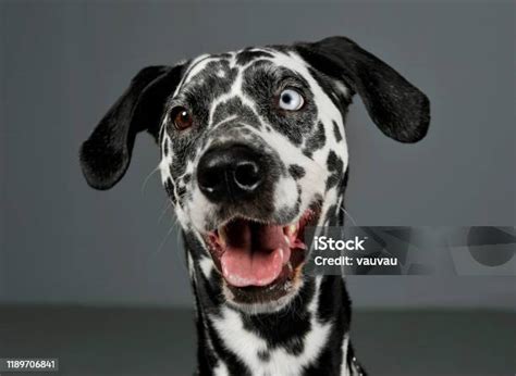 카메라를 호기심있게 바라보는 다른 색깔의 눈을 가진 사랑스러운 달마시안 강아지의 초상화 개에 대한 스톡 사진 및 기타 이미지 개 개과 검은색 Istock