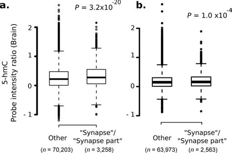 5 HmC In The Brain Is Abundant In Synaptic Genes And Shows Differences At The Exon Intron