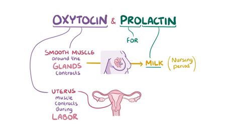 Video Oxytocin And Prolactin Osmosis