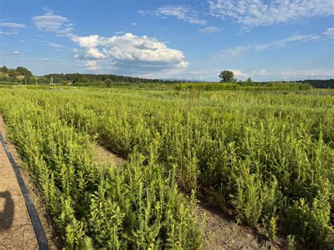 Агро Монгол эх орныхоо ойг нөхөн сэргээх ойжуулах эрхэм үйлсэд зориулан тарьж ургуулж буй