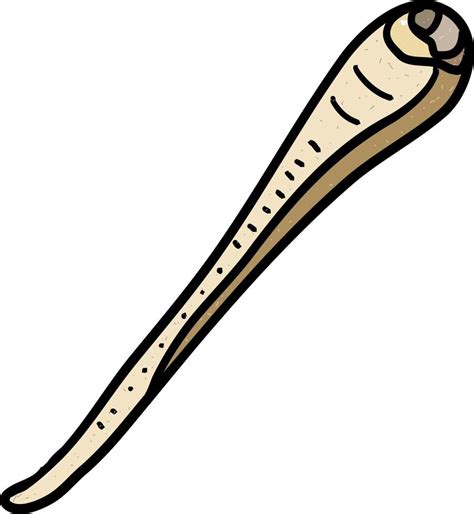 Fresh Parsnip Illustration Vector On White Background Vector Art At Vecteezy