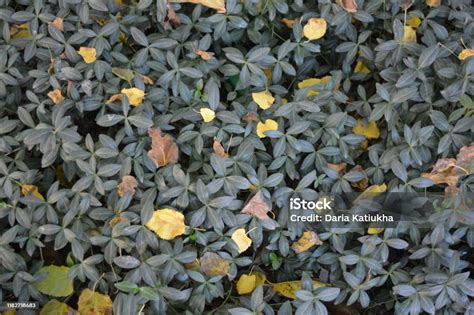 가을 노란색 뽕나무 잎 녹색 빈카 빈시레와 페리 윙클의 밝고 곱슬하고 다채로운 우크라이나어 꽃 0명에 대한 스톡 사진 및 기타 이미지 Istock