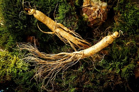 人参的功效有哪些？这七大功效不知你可知晓 健康知识 轻壹