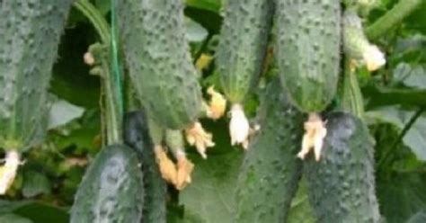 Корнишон Каприкорн F1 / Capricorn F1 - Agrompro.com