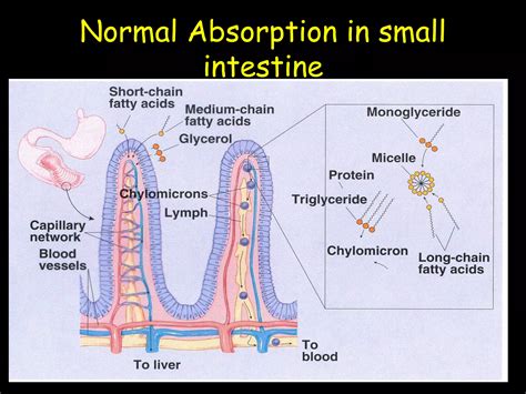Digestion And Absorption Of Lipid PPT