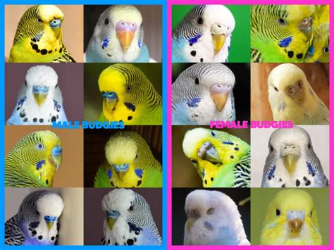 Male Or Female How To Tell The Sex Of The Budgie Photos Step By
