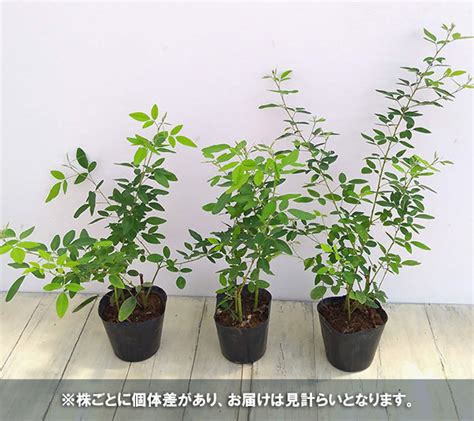 ハギ萩ミヤギノ宮城野3 5号ポット の通販 園芸ネット