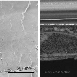 SEM Image 54tilted Of The Surface Of A Block Embedded Cell Culture Download Scientific