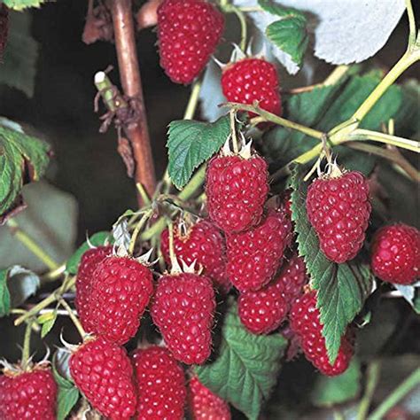 Do Raspberry Bushes Have Thorns Characteristics Types And Thorn Management Garvillo