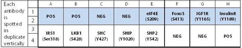 Human Insulin Receptor Pathway Phosphorylation Array C1 Raybiotech