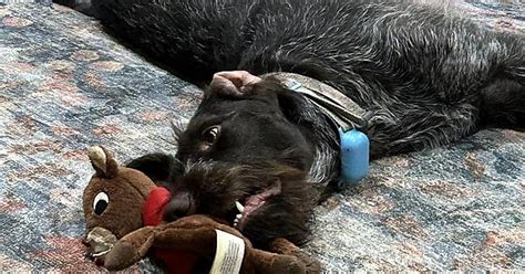Wirehaired Pointers Are My Besties Album On Imgur