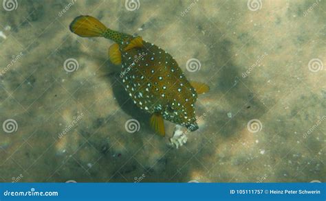 Coral Shells And Colorful Fish Stock Image Image Of Natural Shells