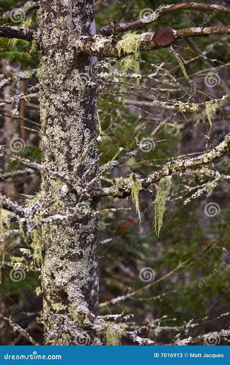 Moss And Lichen Covered Tree Stock Image Image Of Park Ancient 7016913