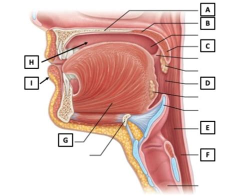 Lab Postlab Flashcards Quizlet Lab Postlab Flashcards Quizlet