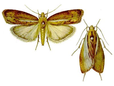 Лекарства Природы: Восковая моль (пчелиная огневка)