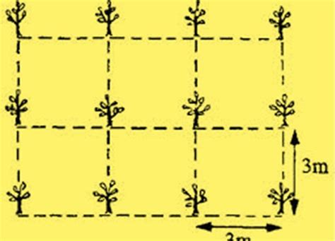 Layout And Planting Of Orchard Bsc Agriculture Notes
