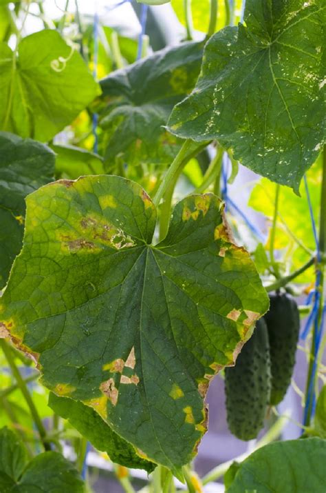 Мучнистая роса на растениях и способы избавления от нее