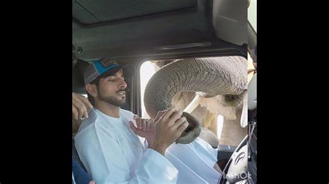 شيخ حمدان Youtube