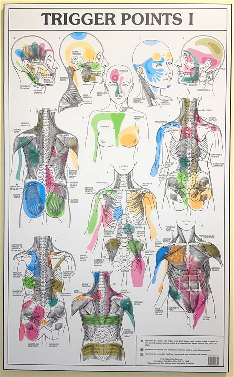 Discover Trigger Point Relief Treatment Options At Living Well Center