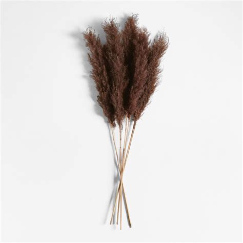Dried Brown Grass Plume Reviews Crate And Barrel Canada