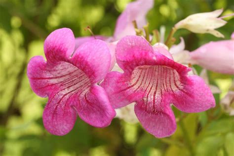 Small Purplish Pink Flowers In Macro Photography Stock Image Image