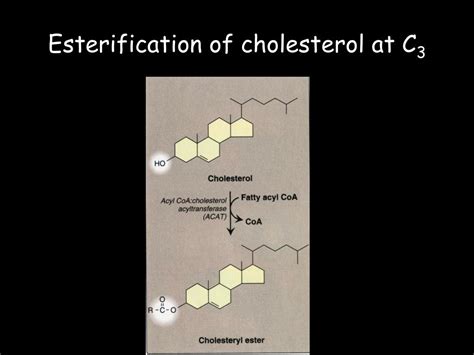 Ppt Lipids Powerpoint Presentation Free Download Id2134066