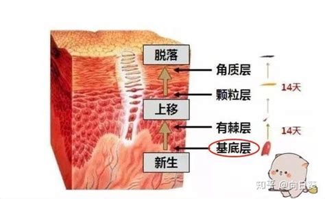 皮肤的基本结构！（皮肤知识讲解一） 知乎