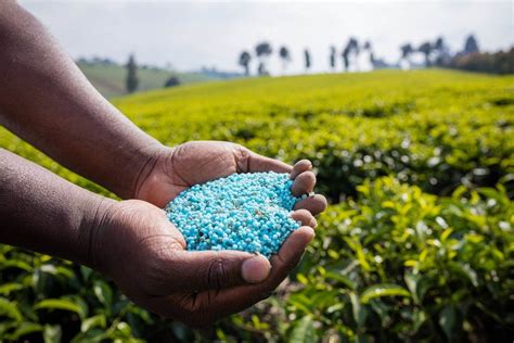 Difference Between Manure And Fertilizers