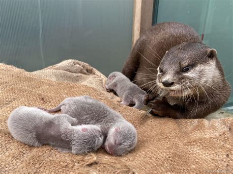 コツメカワウソに3頭の赤ちゃんが誕生しました 鳥羽水族館 公式サイト