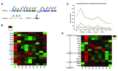 A Hox And Other Homeobox Gene Arrangement In The Exaiptasia Pallida