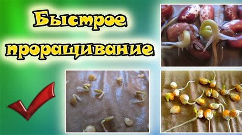 Как прорастить семена перца правильно