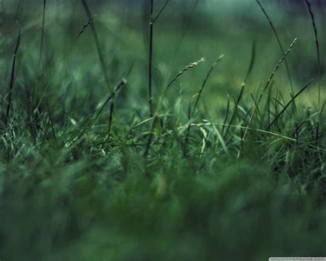 Grass Close Up 4k Uhd Wallpaper For Ultrahd Desktop And Tv Smartphone