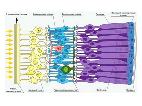 Координация и регуляция Структура и функции палочек и колбочек волосковых клеток Online