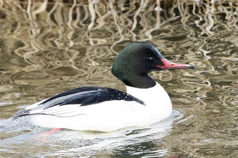 カワアイサ オス編 Mergus merganser mark2clubのブログ