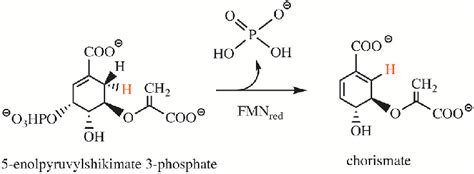 Reaction Catalyzed By Chorismate Synthase The 14 Anti Elimination Of Download Scientific