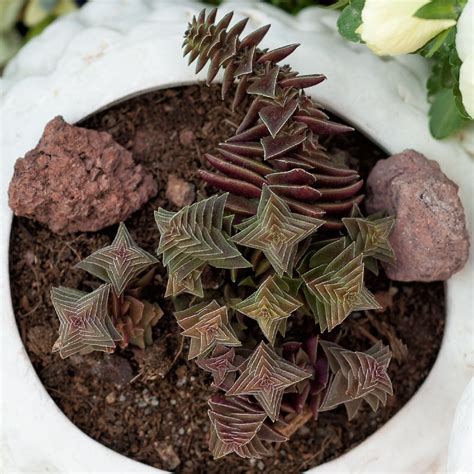 How To Grow And Care For Crassula Pagoda Village
