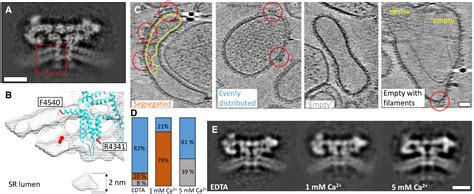 Structure Of RyR1 In Native Membranes EMBO Reports