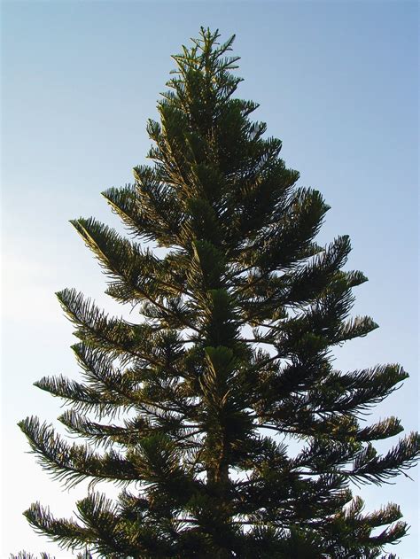 Tall Green Conifer Tree Against Blue Sky Free Stock Photo Freeimages