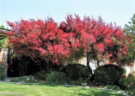 Leptospermum Scoparium Ruby Glow Myrtha Garden Planner Waterwise