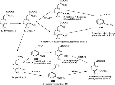 Pathways Of The Biosynthesis And Catabolism Of L Dopa And Dopamine