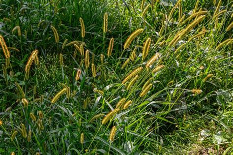 Zoysia Grass Weed Control Complete Guide