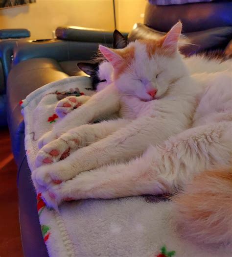 Stack Of Magic Beans Rjellybeantoes