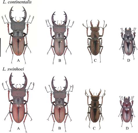 multilocus Phylogeny And Species Delimitation Suggest Synonymies Of